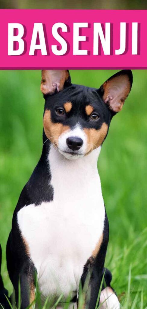 Basenji